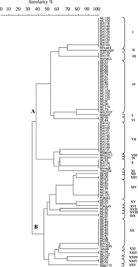 16s Rrna Gene Phylogeny Of Rhizobial Strains Isolated From Nodules Of
