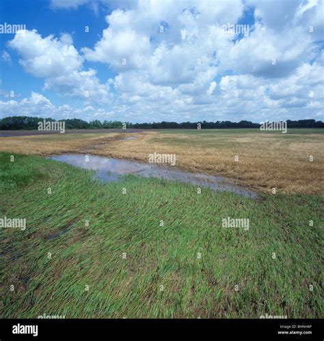 Effects Of Floods On Crops
