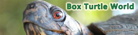 Is My Box Turtle Male Or Female Box Turtle World
