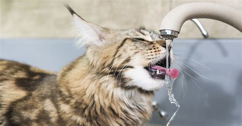 My Cat Hates Drinking Water The Dangers Of Dehydration