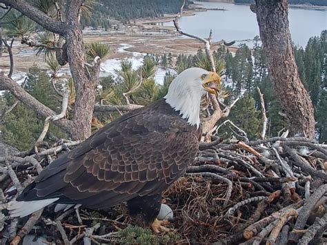 Big Bear Bald Eagles Lay First Egg Of 2023 Banning Ca Patch