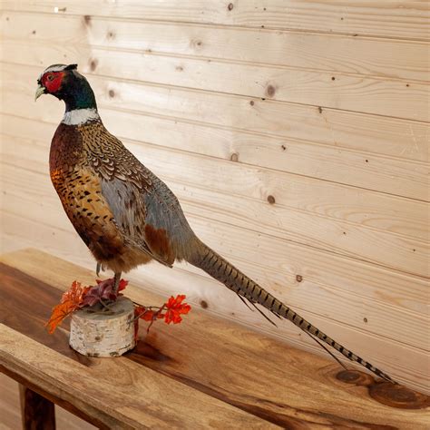 Golden Pheasant Taxidermy Taxidermys
