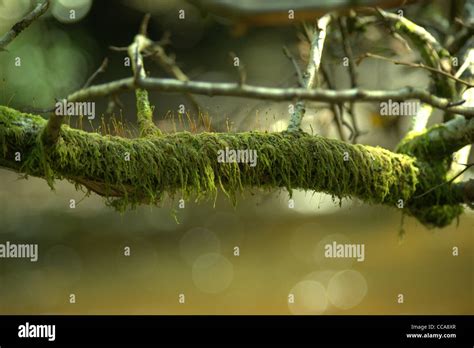 Section Of A Tree Branch Stock Photo Alamy