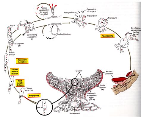 How Are Ascospores Formed