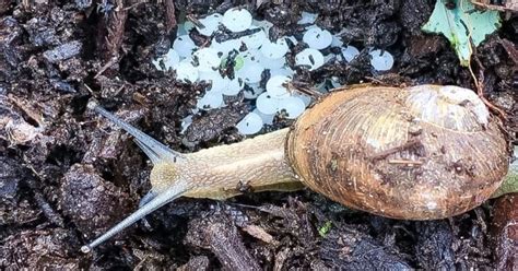 Snail Life Cycle Birth Development And Mating Habits Learn About Nature