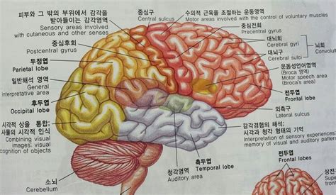 인체신경계에 있는 창목 장님의 핀 의학 용어 물리치료 의학