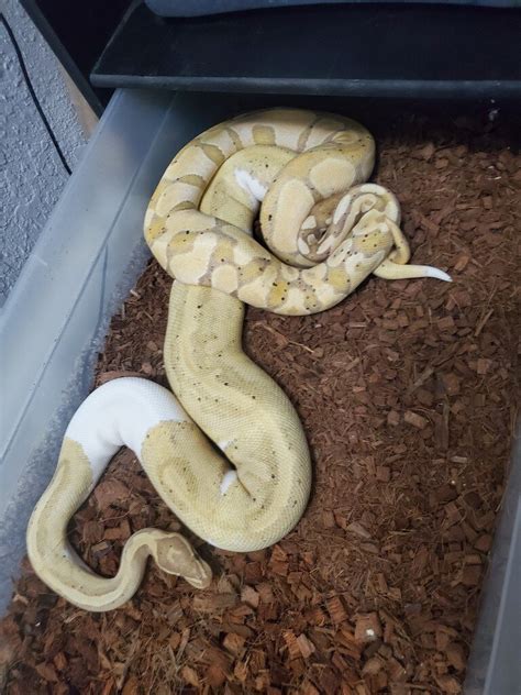 Highly Anticipated Banana Pairing Ball Pythons MorphMarket Reptile Community