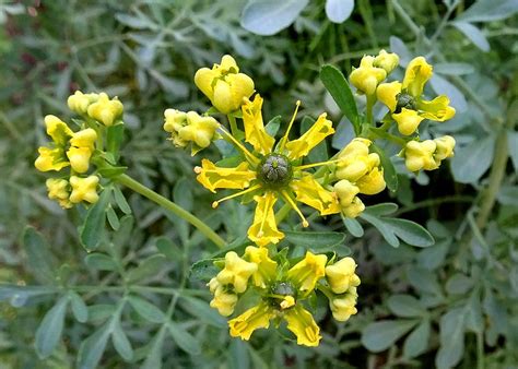 Arruda Como Cultivar Usos Medicinais E Aplicações Místicas