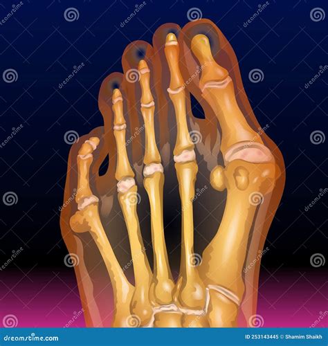 Os De Griffe Du Pied Squelette Anatomie Os Illustration Stock Illustration Du Conception