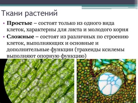 Ткани растения 6 класс презентация онлайн