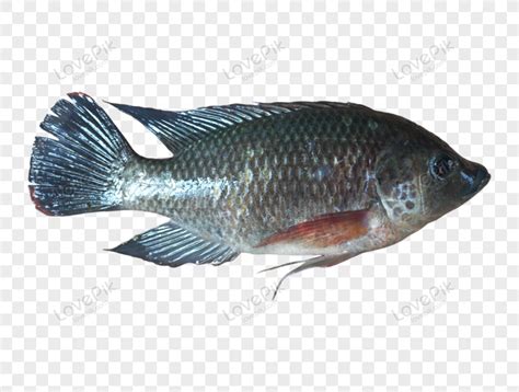 투명한 배경에 고립 된 틸라피아 물고기