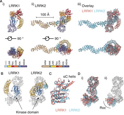 Structural Comparison Of The Lrrk1 And Lrrk2 Monomers A I The