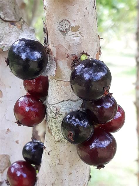 Plinia Sp Ruby Honey At Shipping