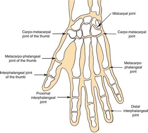 The Anatomy Of The Hand Musculoskeletal Key