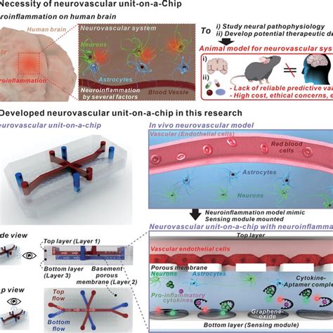 Schematic Diagram Of Developed Neurovascular‐on‐a‐chip A The