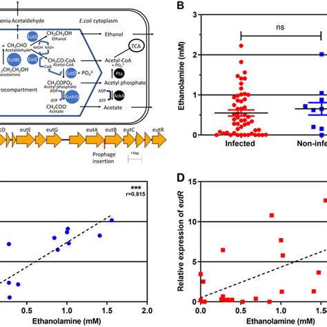 PDF Bacterial Microcompartment Mediated Ethanolamine Metabolism In E