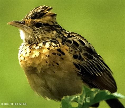 The Meaning And Symbolism Of The Word Lark