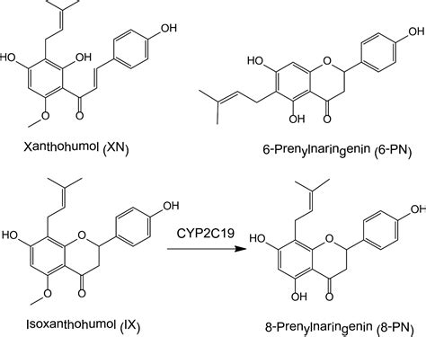 Figure 1 From Pharmacokinetics Of Prenylated Hop Phenols In Women