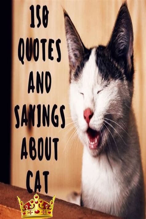 50 Cute Cat Quotes And Sayings Wow Cat Quotes Funny Cat Love