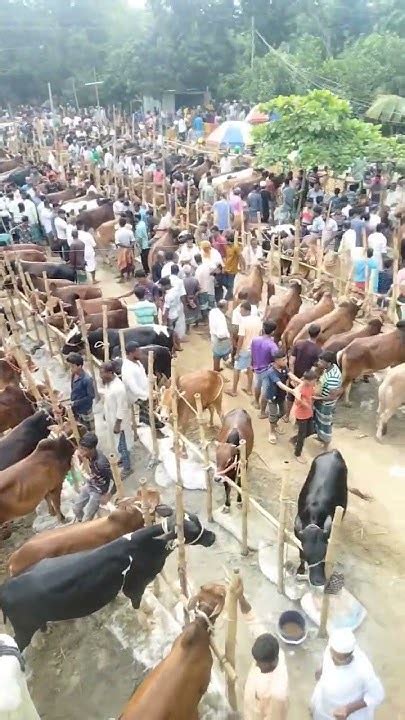 কুরবানির গরু বিক্রির হাঁটে Youtube