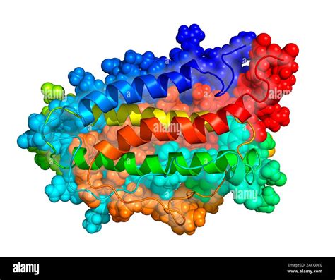 Erythropoietin Hormone Molecule Computer Model Showing The Structure Of The Human Hormone