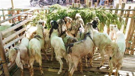 Tips Mengolah Daging Kambing Anti Bau Prengus Pasti Empuk Ibupedia