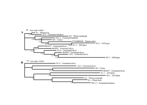 Phylogenetic Relationships Between L Plantarum Strains A