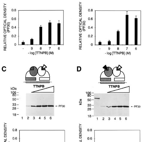 Pdf Retinoid X Receptor Rxr Within The Rxr Retinoic Acid Receptor