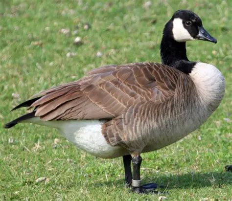 How To Determine Sex Of A Goose Amauter Gay