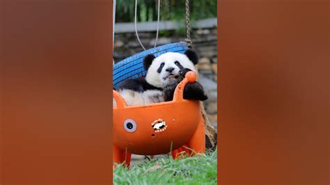 一个笋皮皮都玩的不亦乐乎的贤宝宝贤贤崽 大熊猫贤贤崽 小贤贤视频合集 熊猫宝宝 贤贤崽和蕊蕊崽 大熊猫 Cute Panda