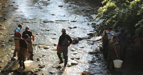 ENVIRONNEMENT Aix les Bains une pêche électrique pour surveiller la qualité de leau du Sierroz