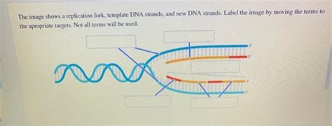 The Image Shows A Replication Fork Template Dna