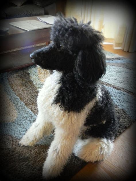 Cooper Black And White Parti Standard Standard Poodle Poodle