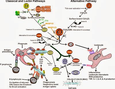 Fundamentals Of Complement System Part 1 Medical Notes