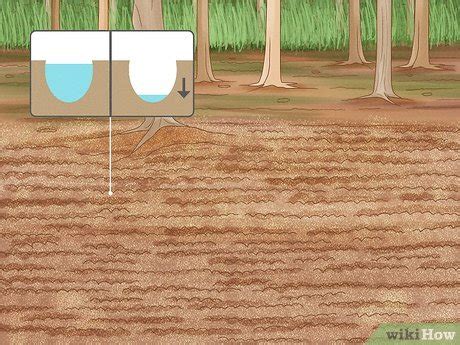 How To Grow Wasabi Steps With Pictures WikiHow