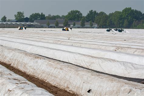 네덜란드에서 따기 기계와 흰색 아스파라거스 야채따기 수확 시즌 수확에 대한 스톡 사진 및 기타 이미지 수확 아스파라거스 농업 Istock