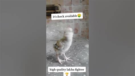 Lakha Fighter At Breeder Chicks Available Cute Sex Voice Chusi Chusi Chusi Chusi Youtube