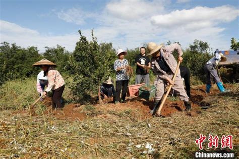 湖南桂阳：黄精地里出“黄金” 中药材成致富“良方”