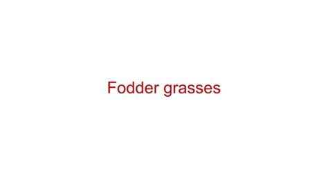 Fodder Grasses Gamba Grass Setaria Grass Pptx