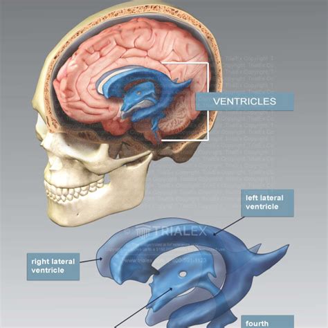 Medical Legal Exhibits Legal Animations And Trial Graphics Tria
