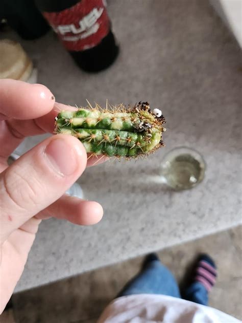 Rehydration Small Scion Prior To Graft R Sanpedrocactus