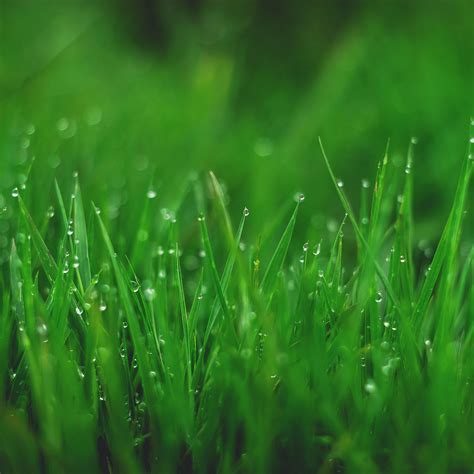 Grass Wallpaper Engine
