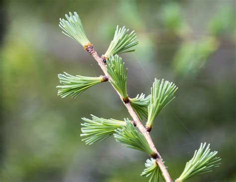 Tamarack Tree Needles Autumn Gold Tamarack Extension