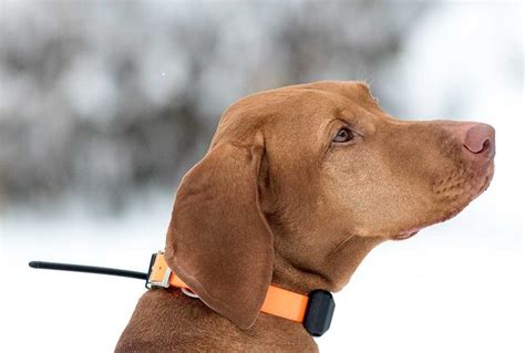 Regulaciones Y Requisitos De Los Collares Para Perros De Caza Con Gps