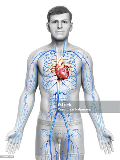 3d 는 수컷 정맥 해부학의 의학적으로 정확한 그림을 렌더링 일러스트레이션에 대한 스톡 사진 및 기타 이미지 일러스트레이션
