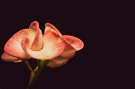 Euphorbia Milii 꽃 또는 검은 배경에 그리스도의 왕관 0명에 대한 스톡 사진 및 기타 이미지 0명 가시