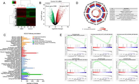 PLU1 Promotes The Proliferation And Migration Of Glioma Cells And