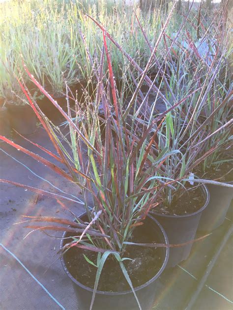 Flame Grass — Corn Hill Nursery