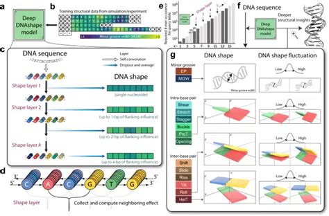 Predicting Dna Structure Using A Deep Learning Met Ainave