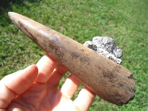 Insane Gomphothere Tusk Tip Recently Sold Fossils Prehistoric Florida